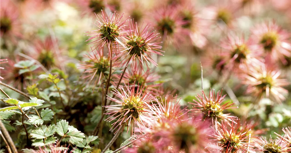Acaena microphylla