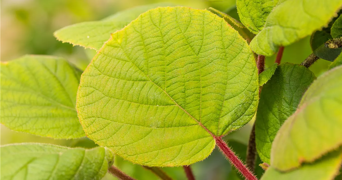 Actinidia chinensis 'Hayward'