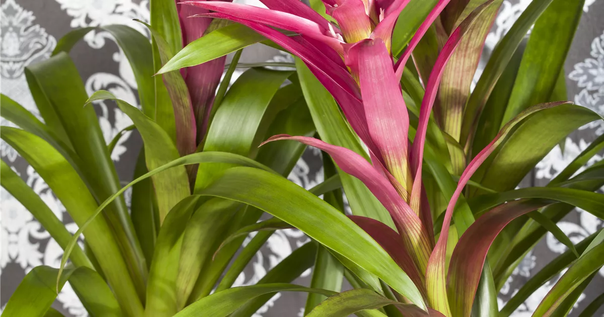 Guzmania Pflege Und Standort