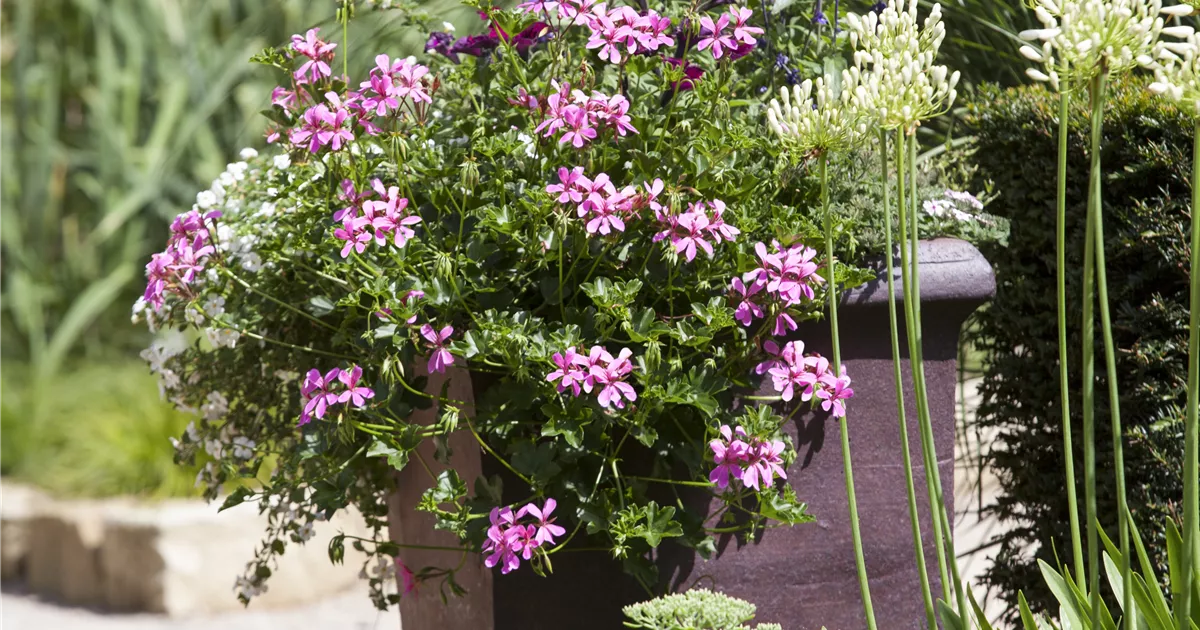 Pelargonium Peltatum